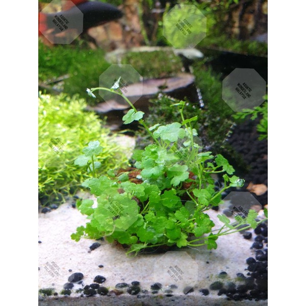 [Wabikusa] Hydrocotyle tripartita - carpet plant tumbuhan karpet ...