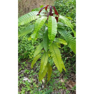 Anak Pokok Kuini 100% Hybrid | Shopee Malaysia