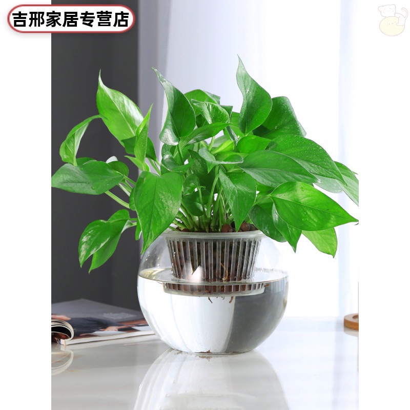 Botol kaca tanaman hidroponik pasu bunga bunga dill hijau hidroponik ...