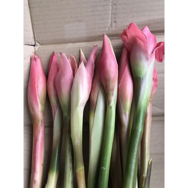 bunga kantan pink (3 batang) | Shopee Malaysia