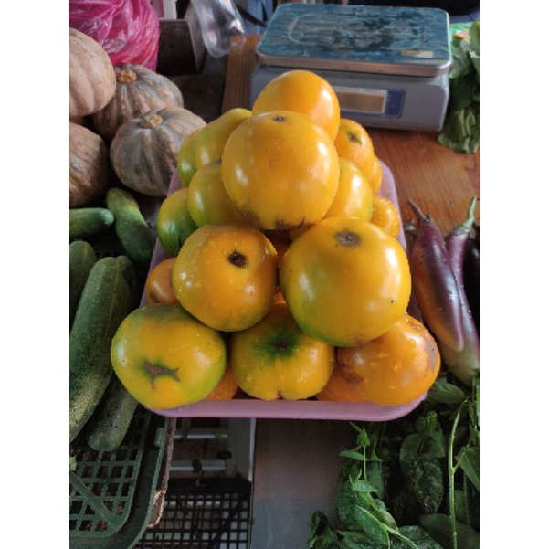 Sarawak Local Buah terung asam iban dayak | Shopee Malaysia