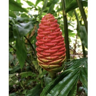 Anak pokok lempoyang halia hutan/bonglai/halia shampoo 1 polibag ...