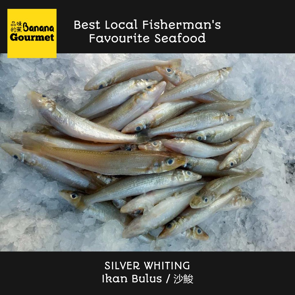 Ikan Bulus | Silver Whiting - 1kg per packet 12-15pcs [Fresh Frozen ...