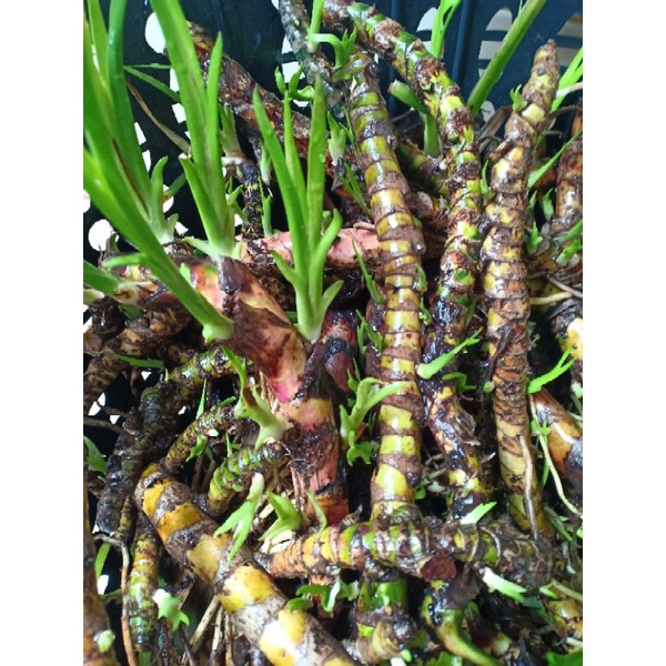 Benih pokok Jerangau Hijau | Shopee Malaysia