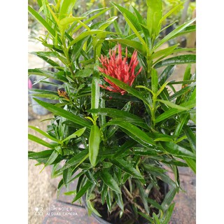 ixora merah / bunga ixora merah / exora merah / bunga exora merah ...