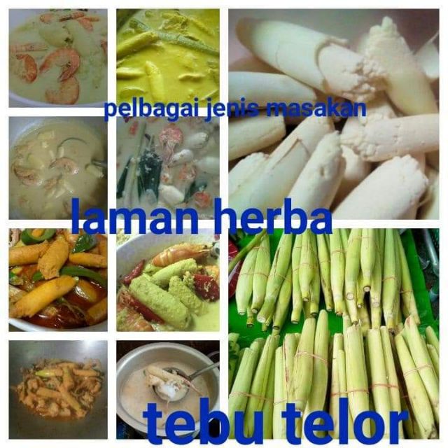 Benih Tebu telur/ tebu sayur | Shopee Malaysia