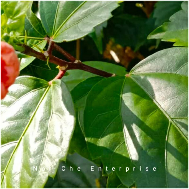 Daun Bunga Raya Segar 100pcs Fresh Hibiscus Leaf Leaves Organic ...