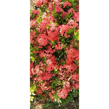 POKOK BUNGA JARUM BUNGA IXORA MERAH. | Shopee Malaysia