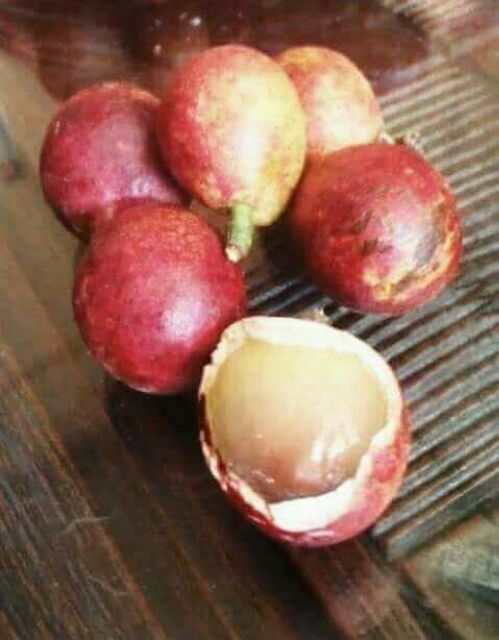 Anak Pokok Matoa / Longan 3 Rasa / Pometia pinnata Tree | Shopee Malaysia