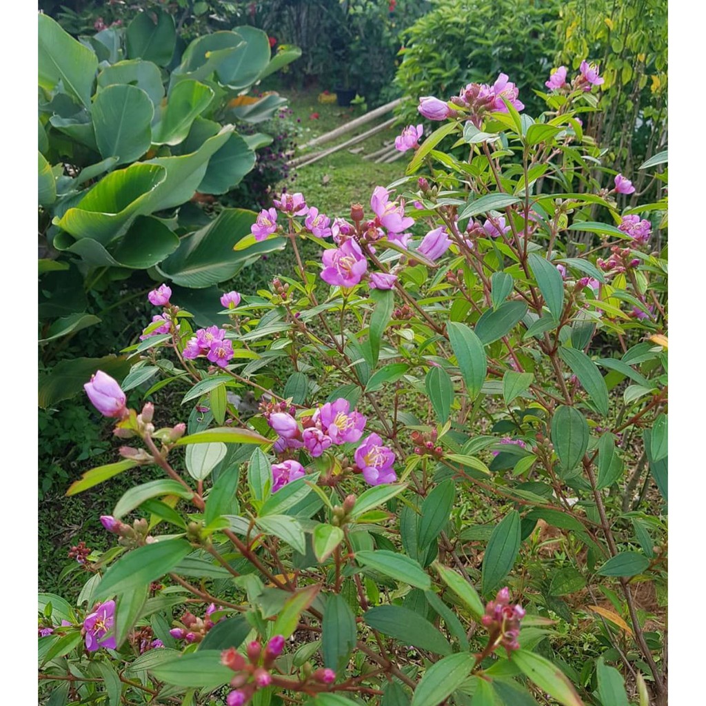 Pokok senduduk (banyak khasiat) | Shopee Malaysia