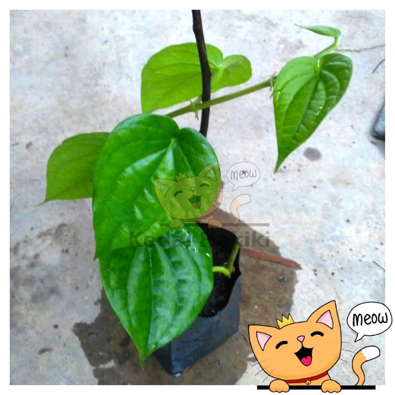 Anak Pokok sirih/Pokok sireh dalam polybag | Shopee Malaysia