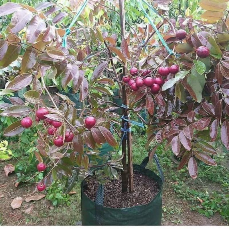 Anak Pokok Longan Delima Merah Red Ruby 红钻龙眼果苗 | Shopee Malaysia