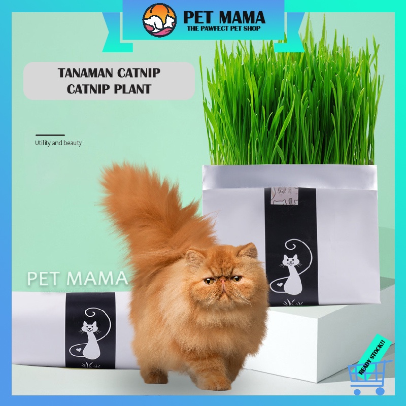 PETMAMA Pet Grass Catnip Cat Grass Grass Premium Catnip Catmint Cat ...