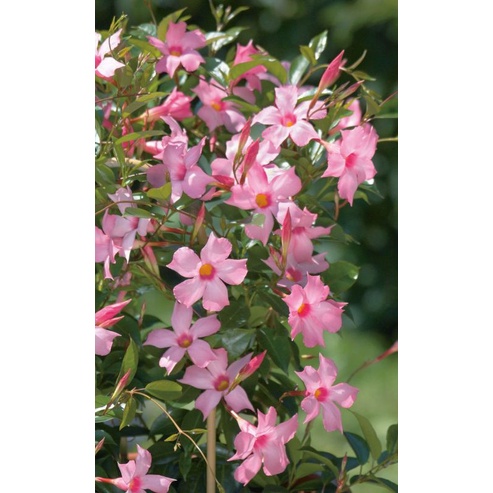 Pokok Bunga Mandevilla Pink Creeping Tree/ Climbing Mandevilla pink ...