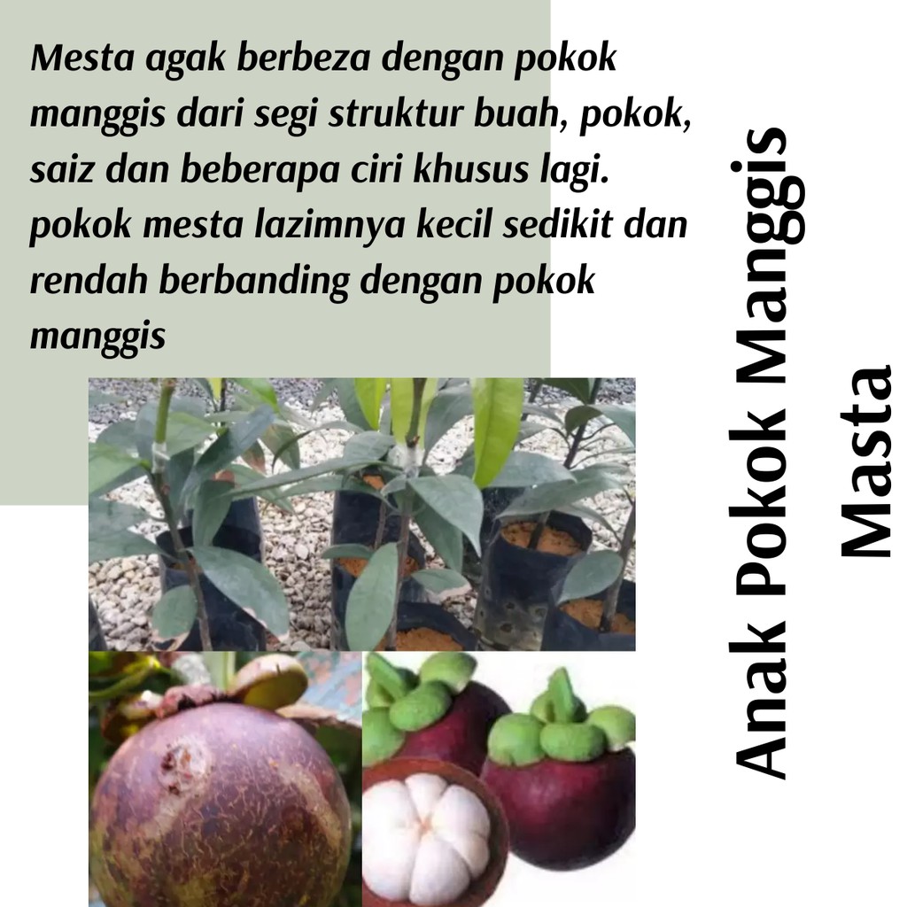 (Real Plant) Anak Pokok Manggis Masta cepat berbuah Hybrid Premium Top Quality Kebun Buah sedap ...