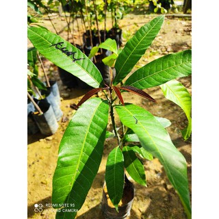 ANAK POKOK KUINI (KAWIN) | Shopee Malaysia