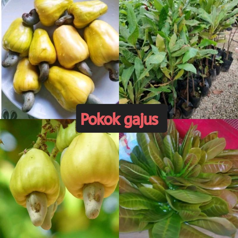 pokok ulam gajus(ketereh) | Shopee Malaysia