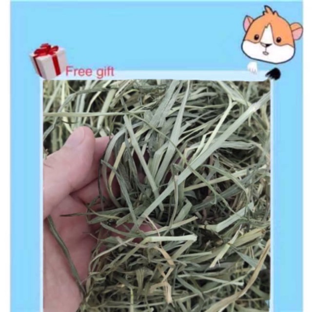 Timothy Hay 3KG rabbit/guinea pig/prairie dog hay | Shopee Malaysia