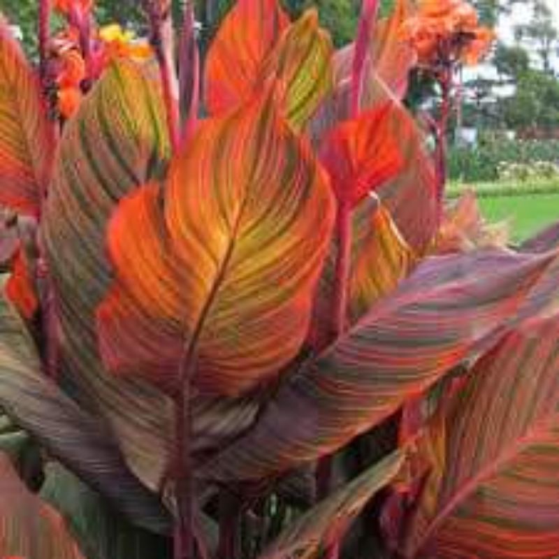 Canna Tropicanna plant ( pokok bunga tasbih) | Shopee Malaysia