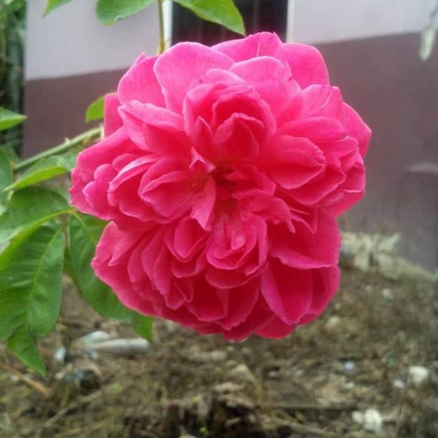 keratan ros maggie (ros kampung) | Shopee Malaysia