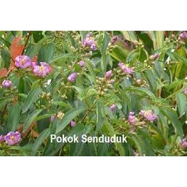 Daun senduduk segar bunga unggu | Shopee Malaysia