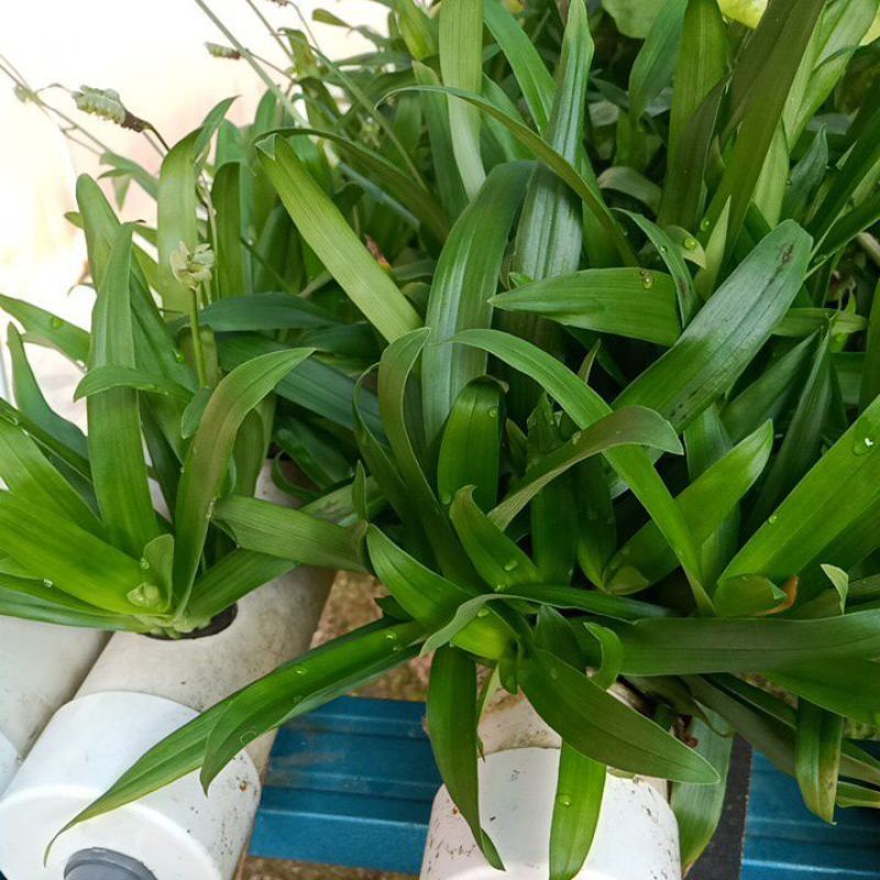 RUMPUT SITI KHADIJAH/RUMPUT Beijing (Ikhtiar kanser) | Shopee Malaysia