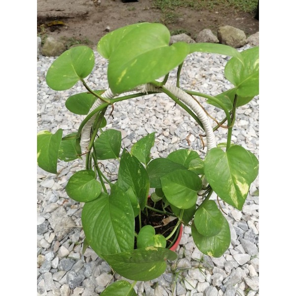 POTHOS LIVE PLANT/MONEY PLANT (pasu) | Shopee Malaysia