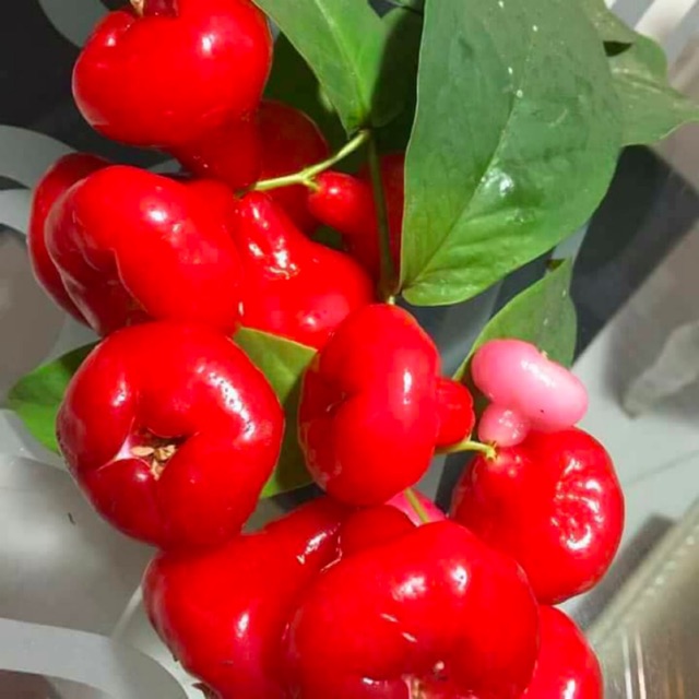 Jambu bertih / jambu loceng / pokok jambu bertih / pokok jambu loceng ...