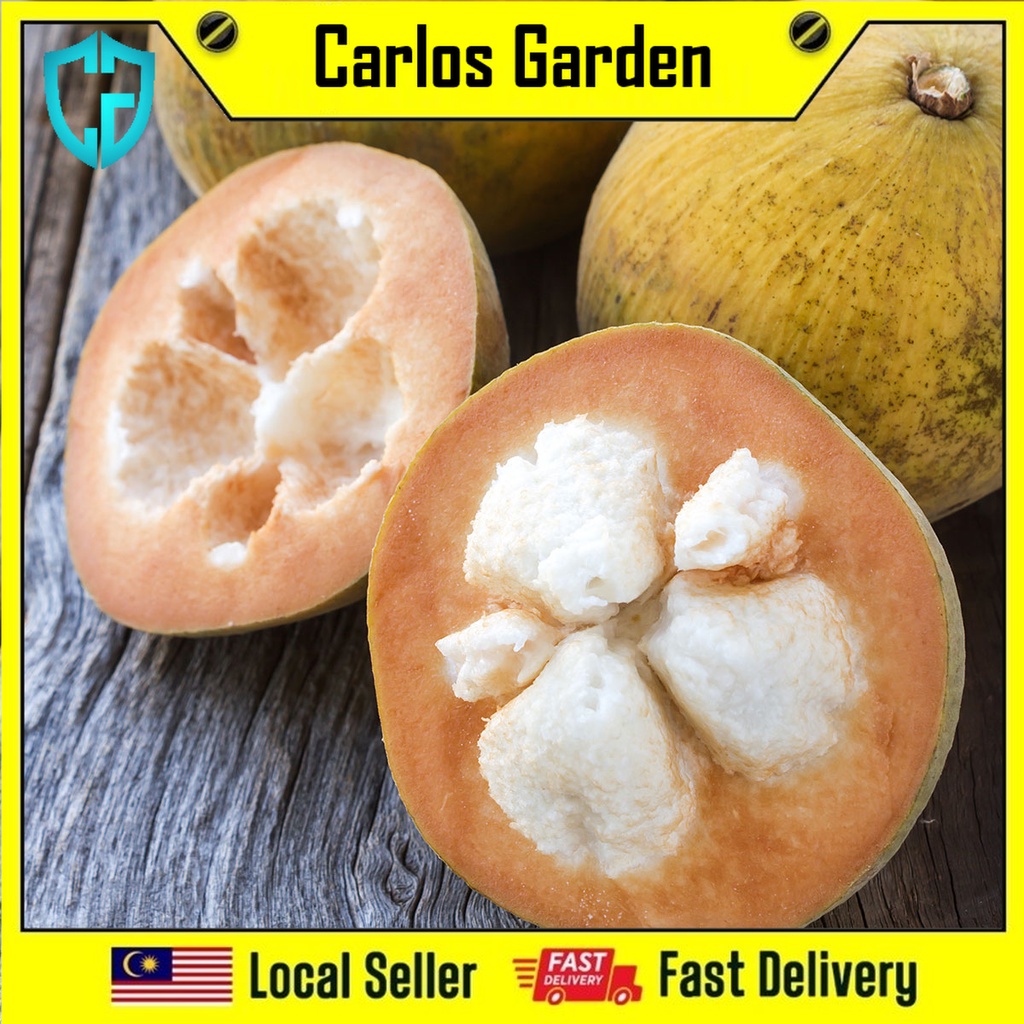 Anak Pokok Setul Sentul Setol Sentol Setoi Sete Kecapi Jumbo Siam ...