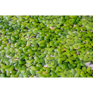 RARE Dotted duckweed/ pokok kiambang permata RARE (Landoltia punctata ...