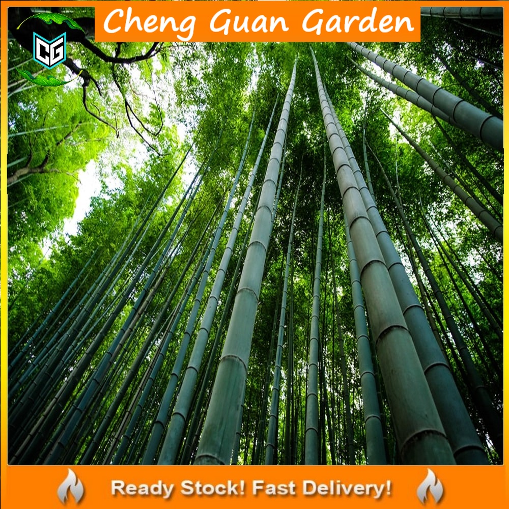 Anak Pokok Buluh Betong Dendrocalamus Asper Tissue Culture | Shopee ...