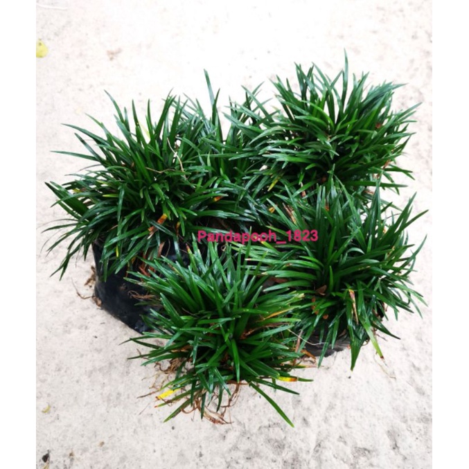 OPHIOPOGON JAPONICUS NANUS / KYOTO GRASS ( Ground Cover ) 日本草 [READY ...