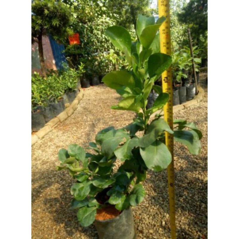 Pokok Limau Bali Vietnam (Isi Merah) | Shopee Malaysia