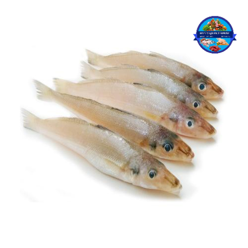 IKAN BULUS SEJUK BEKU / FROZEN SILVER WHITENING 500G | Shopee Malaysia