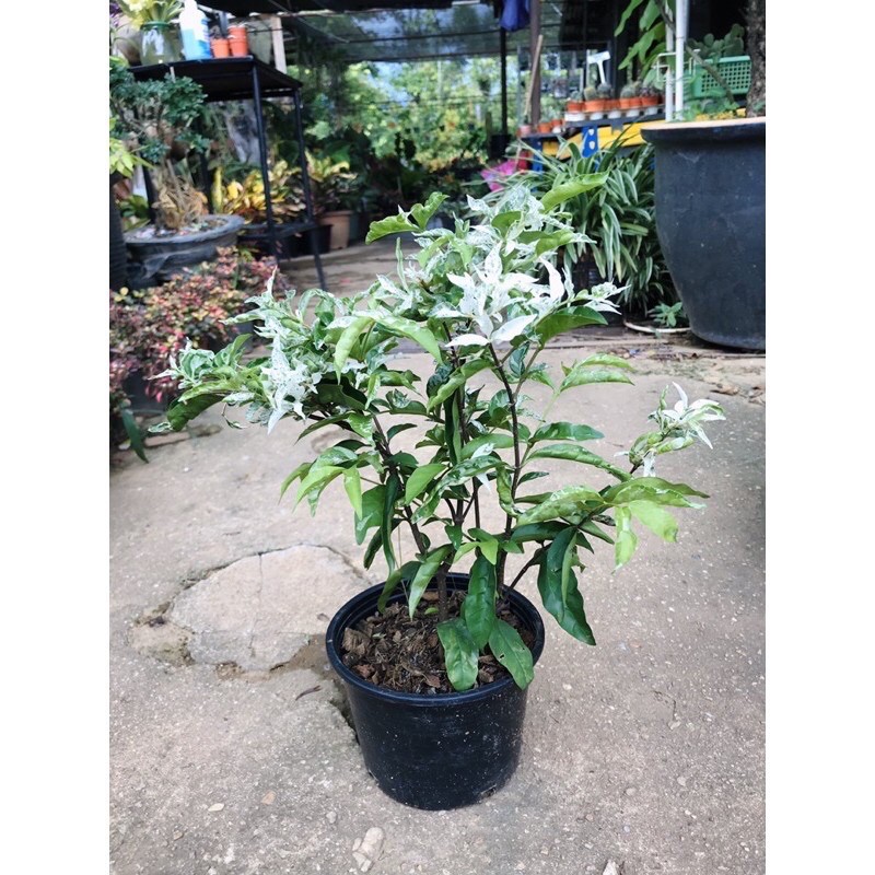 Pokok Jeliti Daun Batik | Shopee Malaysia