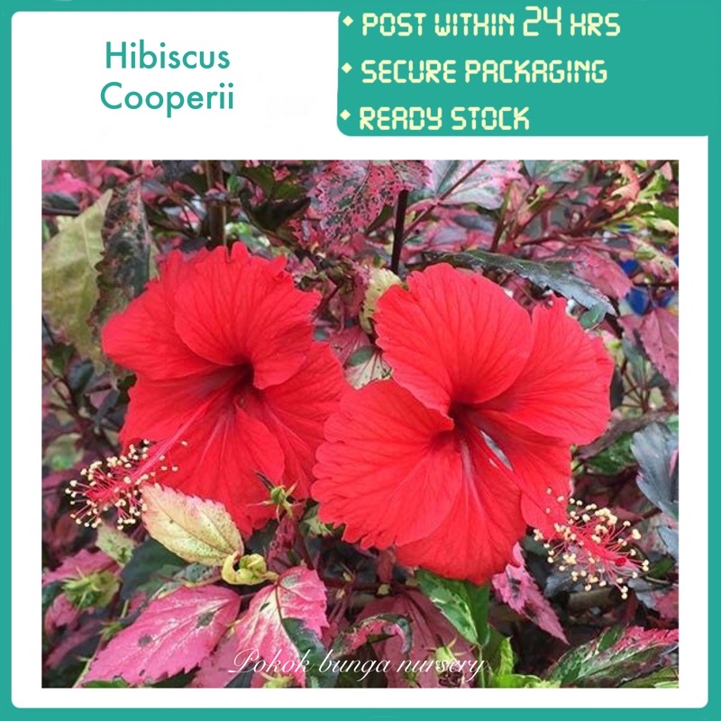 PBN - hibiscus cooperii - pokok bunga nursery tricolor rosa sinensis outdoor real live plant ...