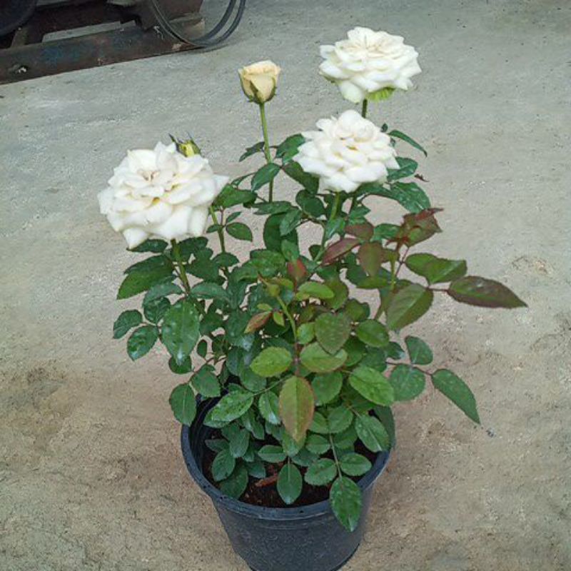 Rose kampung # tahan panas # | Shopee Malaysia