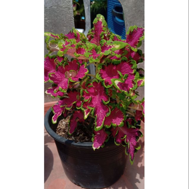 Pokok bunga ati-ati berpasu saiz 6 inci | Shopee Malaysia