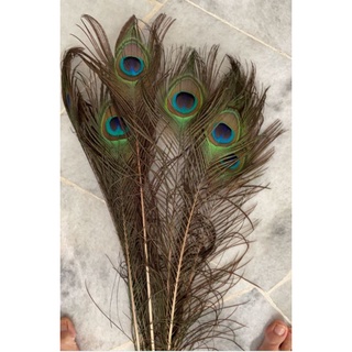 10 pcs set Original peacock feathers 37inches to 40 inches/mayil iragu ...