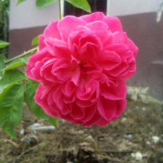 Anak pokok ros (semaian) | Shopee Malaysia