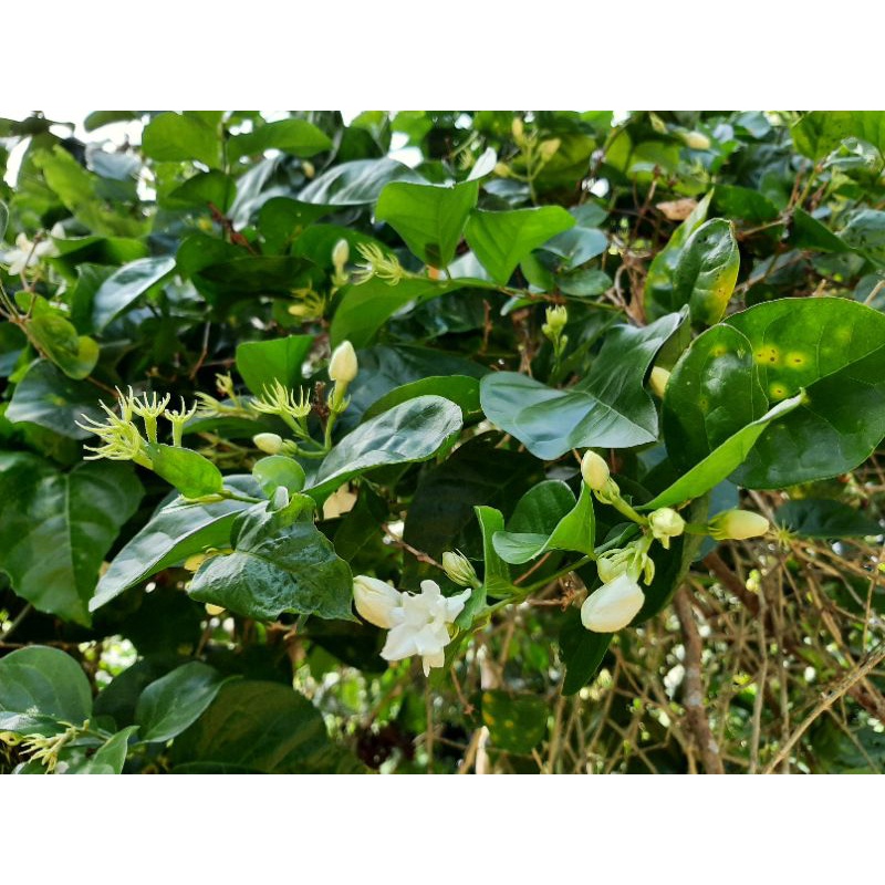 LIVE PLANT Bunga melur/Jasmine (5 keratan batang) | Shopee Malaysia
