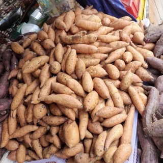 UBI KELEDEK OREN MADU DARI CAMERON HIGHLANDS | Shopee Malaysia