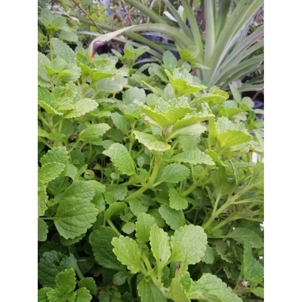 CUTTING UBI KEMILI , BENIH UBI KEMILI , KERATAN UBI KEMILI | Shopee ...