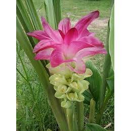 Anak Pokok Temu Putih Temu Hitam / Curcuma Plant Live Plant / Rhizome ...