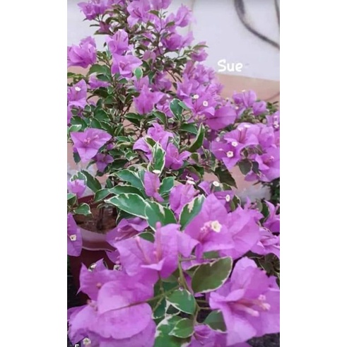 bunga kertas sabah/anak pokok bunga kertas id (eva purple ) | Shopee ...
