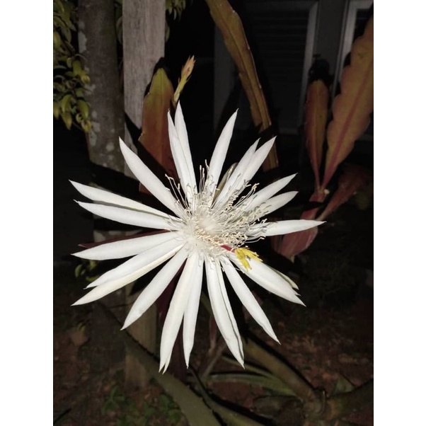 Keratan pokok Bakawali Putih/Queen Of The Night (Bunga Besar) | Shopee ...