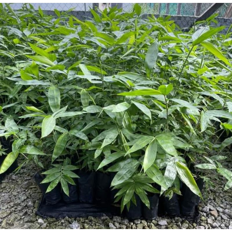 Anak Pokok Buluh Betong- Dendrocalamus asper | Shopee Malaysia