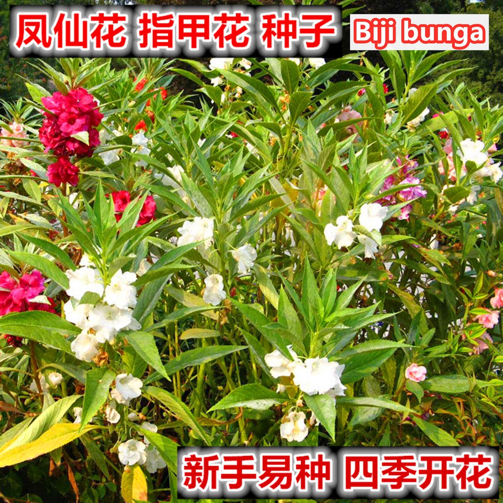 R/s现货-Seeds Flower Balsam impatiens 凤仙花指甲花种子 Biji Benih Pokok Bunga ...