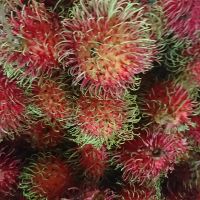 Jambu susu jambu tetek | Shopee Malaysia