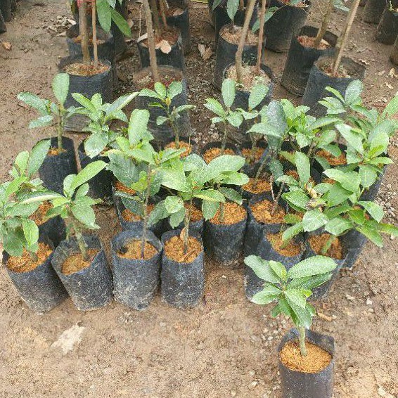 Anak Pokok Cempedak Madu "CH 28" | Shopee Malaysia